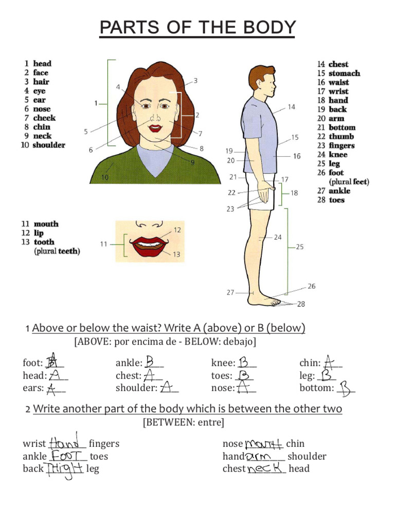 Parts of The Body - Days - Months | PDF