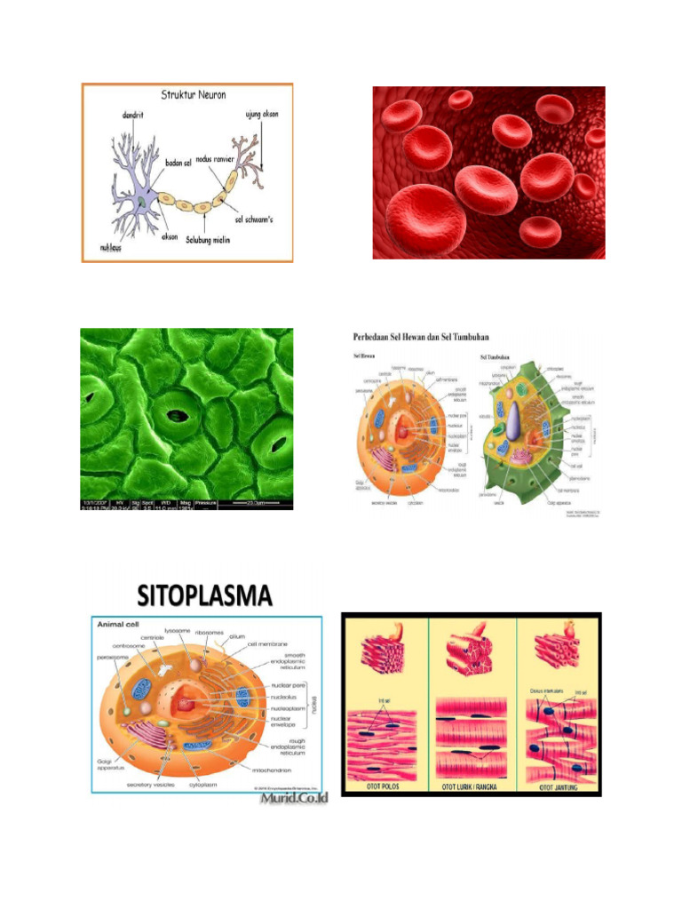 Ipa Asha | PDF