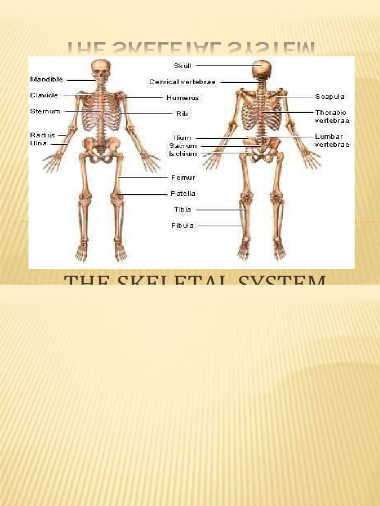 Overview of the Skeletal System | PDF | Joint | Bone