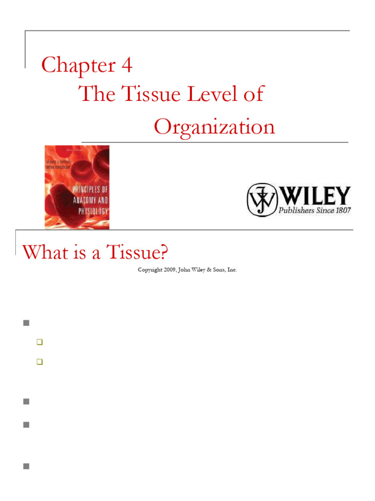 Tissue Level of Organization | PDF | Epithelium | Connective Tissue