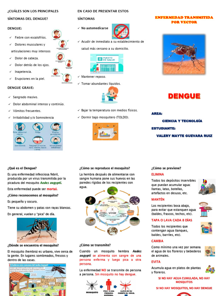Tríptico Informativo sobre el Dengue | PDF | Mosquito | Enfermedades y ...