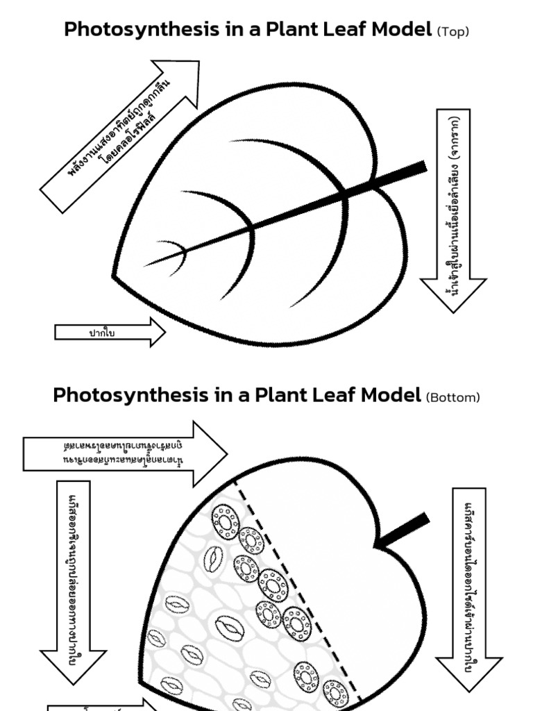 Photosynthesis in A Plant Leaf Model | PDF
