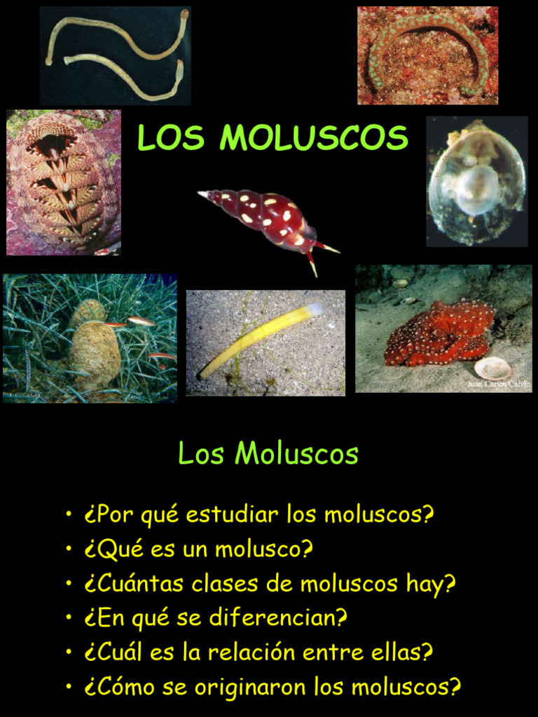 Importancia y Diversidad de los Moluscos | PDF | Moluscos
