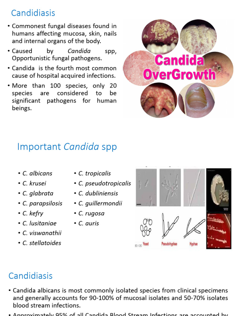 Candida SPP - Final | PDF | Candida (Fungus) | Candidiasis