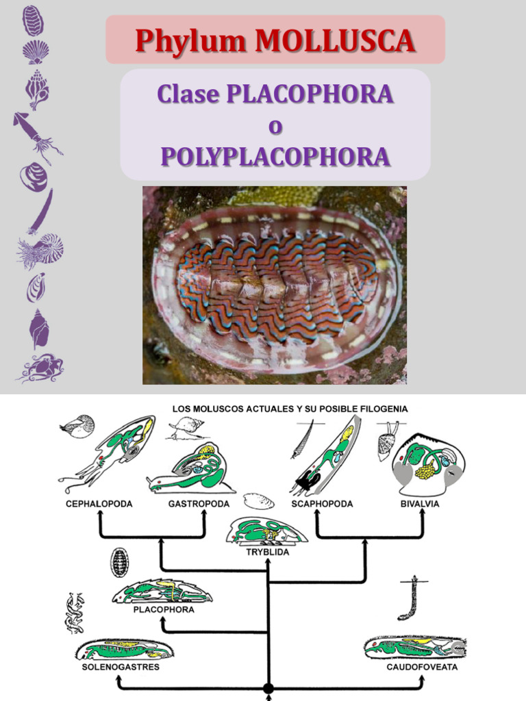 4 - Moluscos - Polyplacophora | PDF | Moluscos | Moluscos