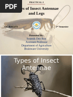 Types of Insect Antenna | PDF