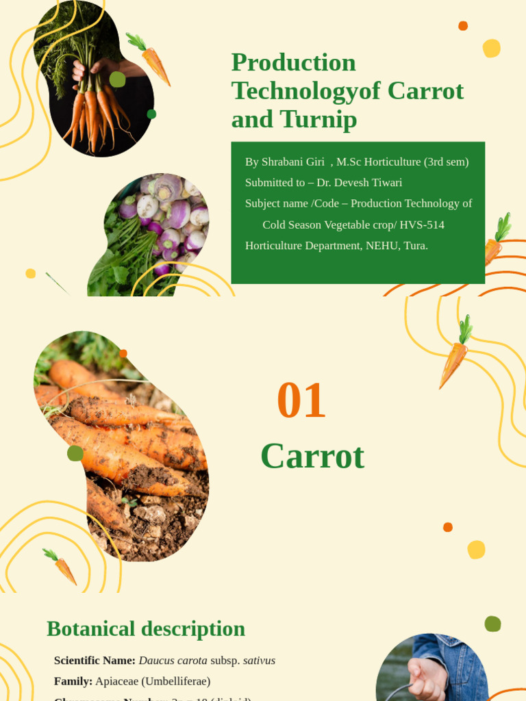 Cold Season Veg - Carrot, Turnip | PDF | Carrot | Plant Nursery