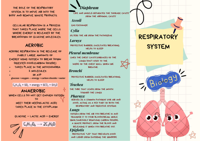The Human Respiratory System Brochure and Definitions | PDF | Cellular ...