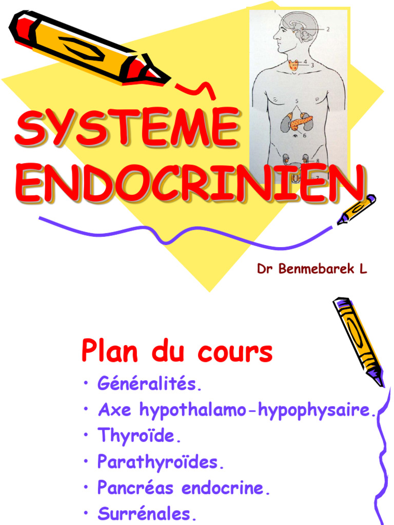 Rôle et Fonctionnement du Système Endocrinien | PDF | Glande surrénale ...
