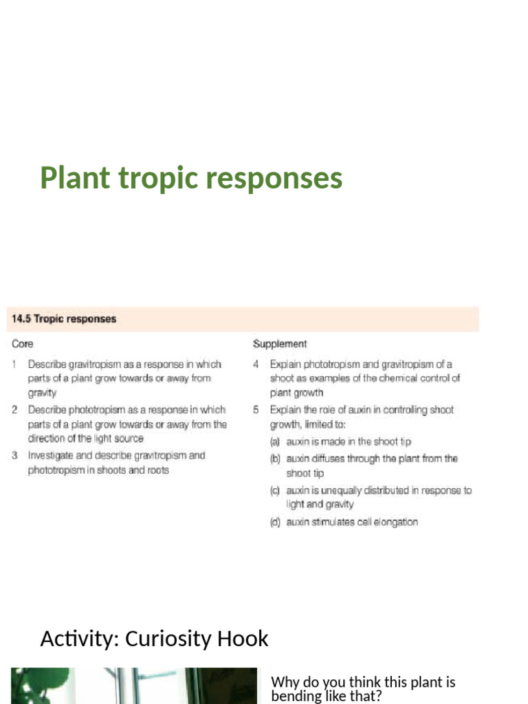 14.5 Plant Tropic Responses | PDF | Auxin | Root