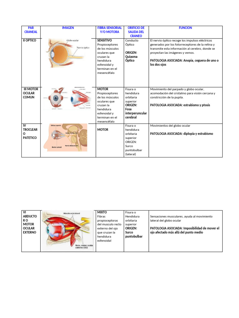 Pares Craneales Relacionados Con El Ojo | PDF | Ojo | Órganos sensoriales