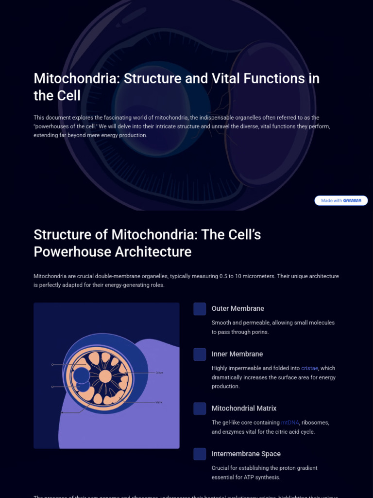 Mitochondria: Structure and Functions Explained | PDF | Mitochondrion ...