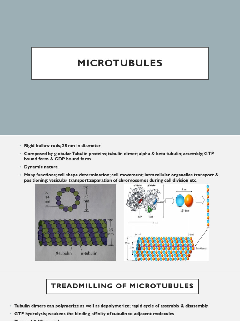 Microtubule Structure and Functions | PDF