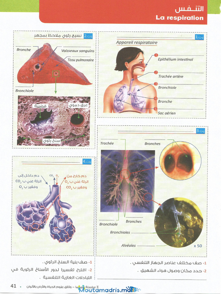 Resume SVT 3college 6 1 | PDF