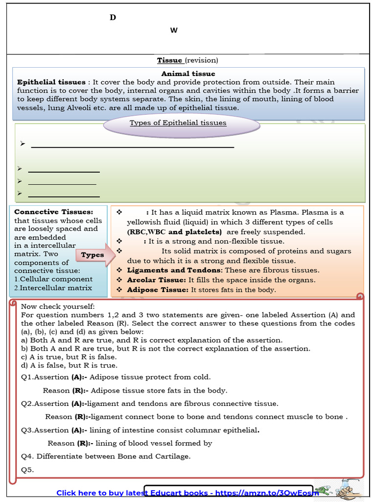 Worksheet91E Tissue | PDF | Epithelium | Tissue (Biology)