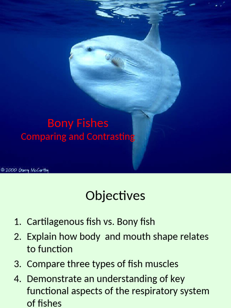 Bony Fish Anatomy and Feeding Habits | PDF | Fish | Vertebrates