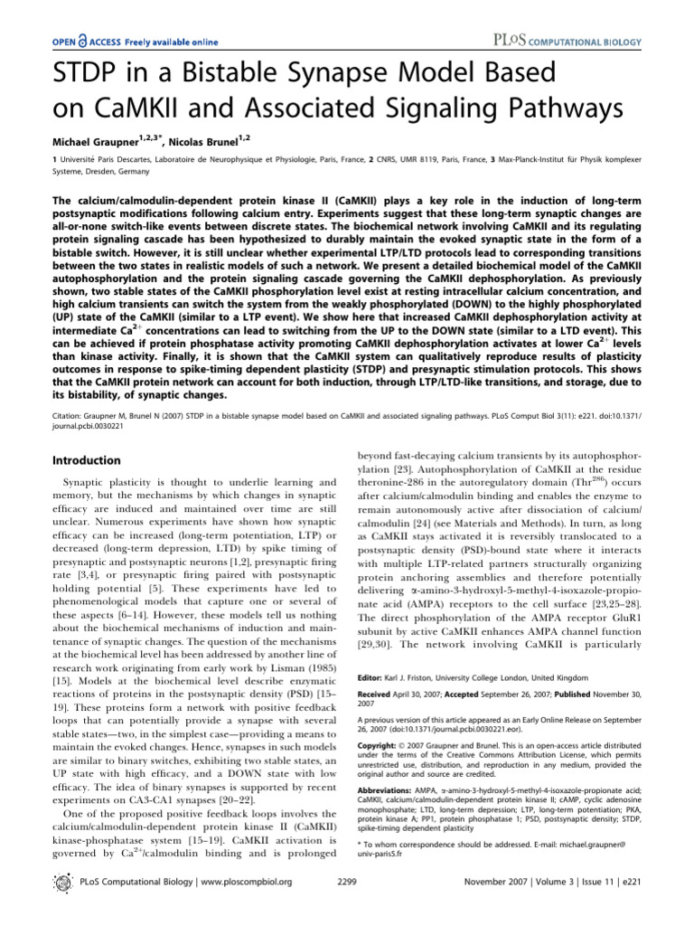 Bistable Synapse Model with CaMKII | PDF | Synapse | Long Term Potentiation