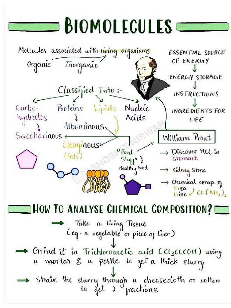 Biomolecule Class 11 | PDF