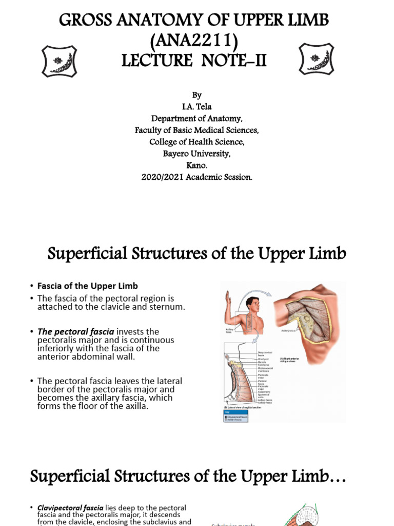 Superficial Structure (Upper Limb) - I | PDF | Arm | Hand