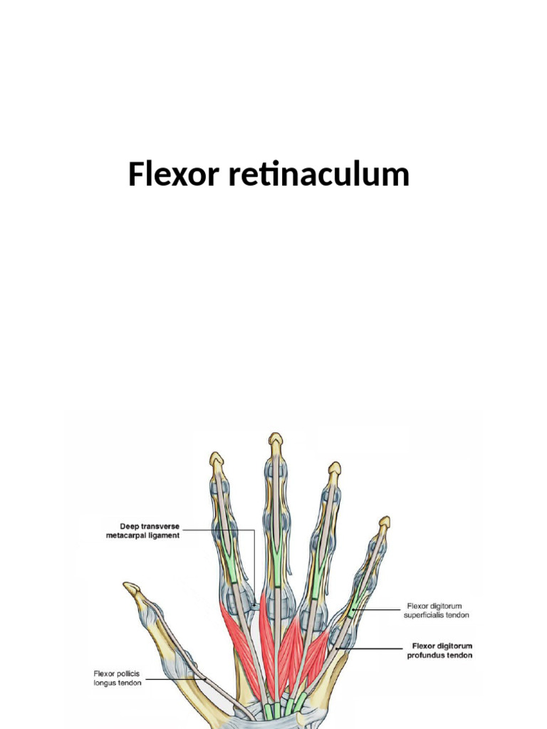 Flexor Retinaculum | PDF