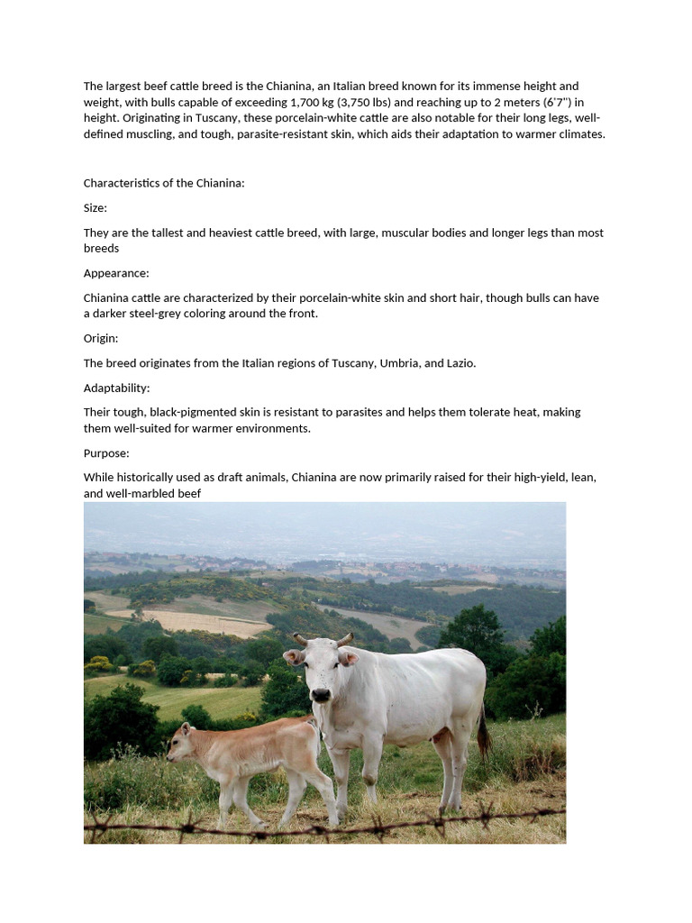 The Largest Beef Cattle Breed Is The Chianina | PDF