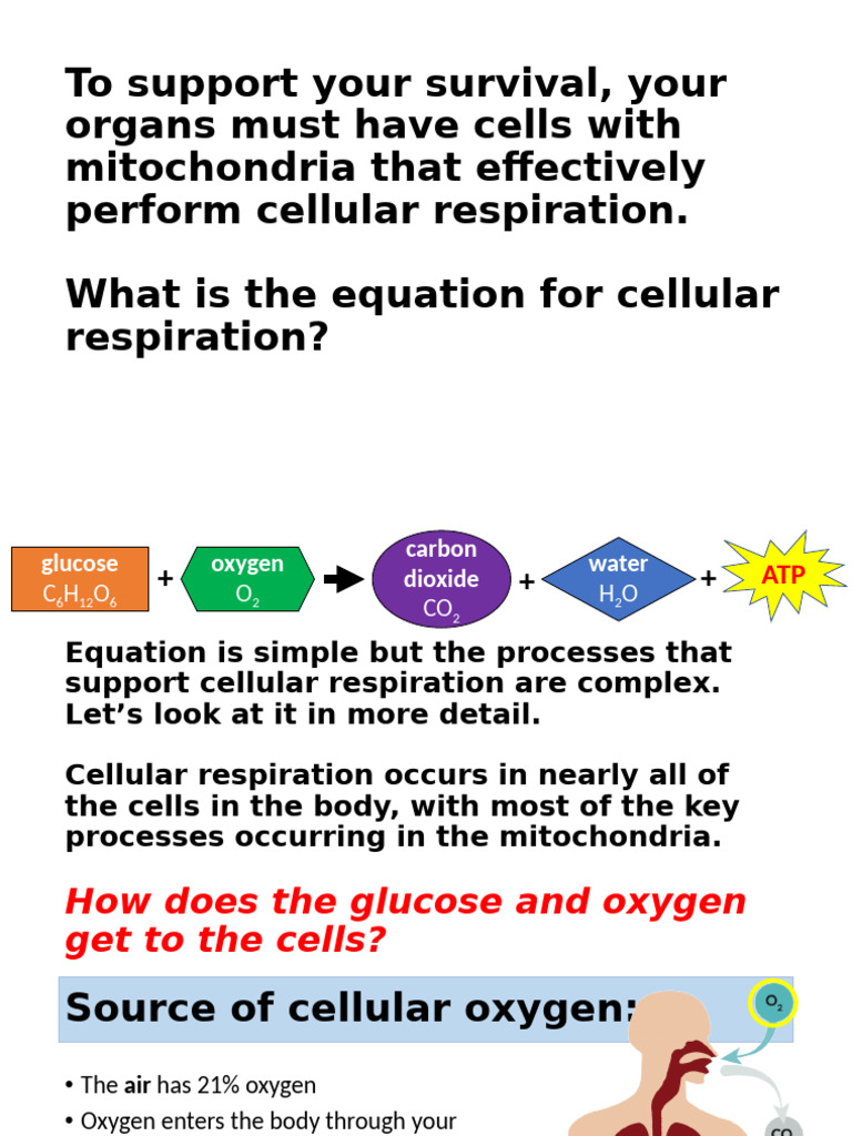 Cellular Respiraiton Powerpoint | PDF | Cellular Respiration | Metabolism