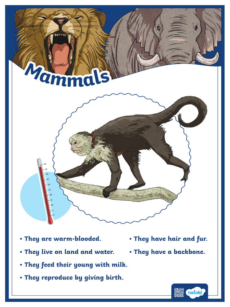 T 1718485957 Animal Classification Poster Ver 1 | PDF