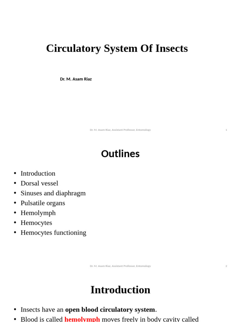 Insect Circulatory System Overview | PDF | Circulatory System | Blood Cell
