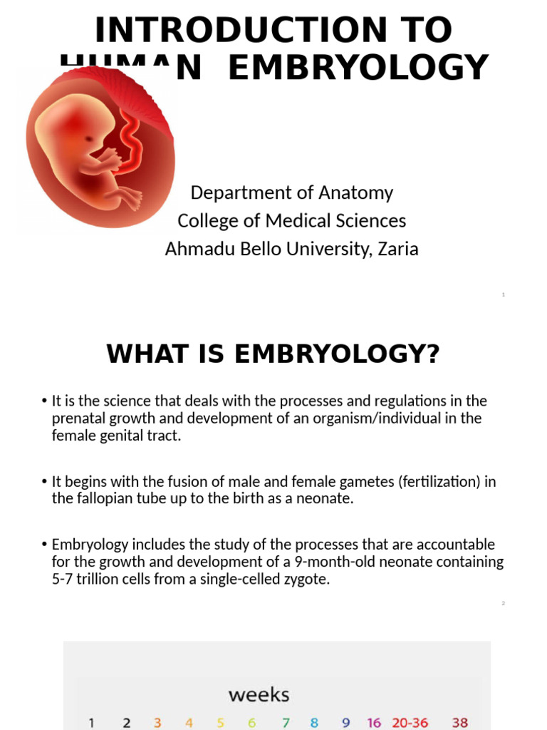 Introduction To Human Embryology | PDF | Embryo | Uterus
