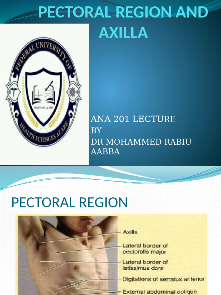 Anatomy of the Pectoral Region and Axilla | PDF | Breast | Anatomical ...