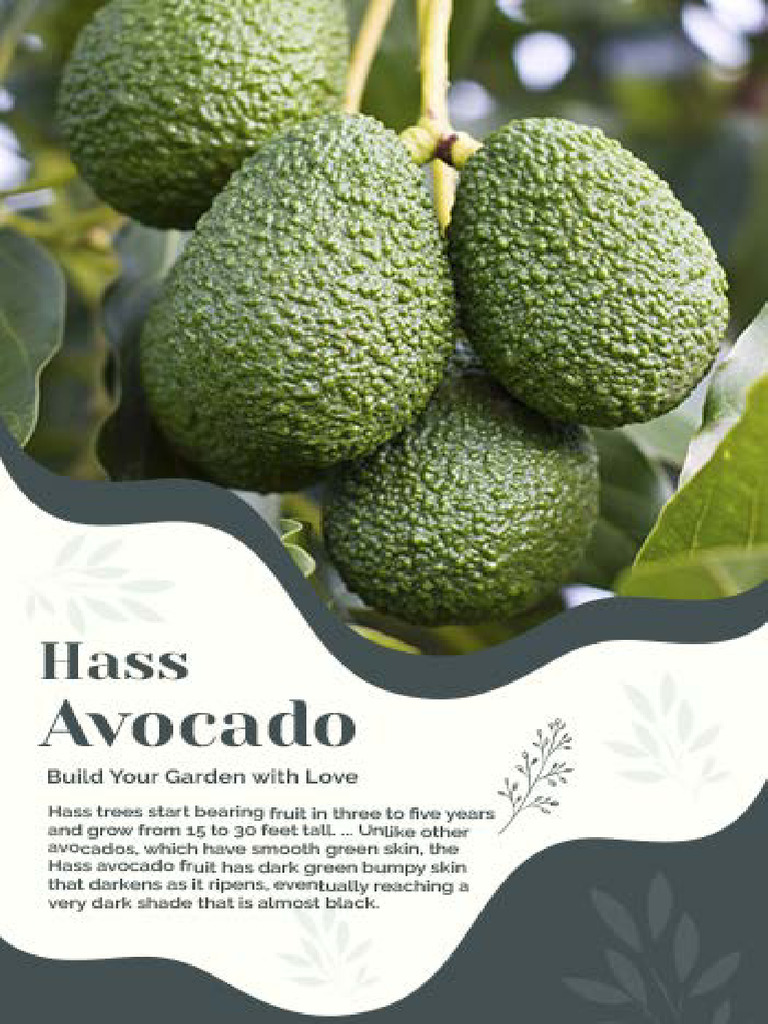 Hass Avocado Label Design Idea | PDF