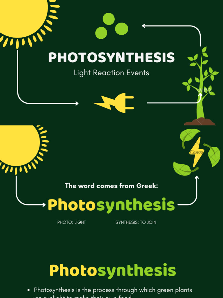 Light Dependent Reaction | PDF | Photosynthesis | Photochemistry