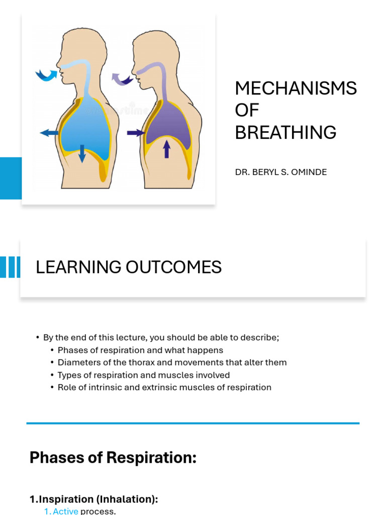 4 Mechanisms of Breathing - 064756 | PDF | Respiratory System | Thorax