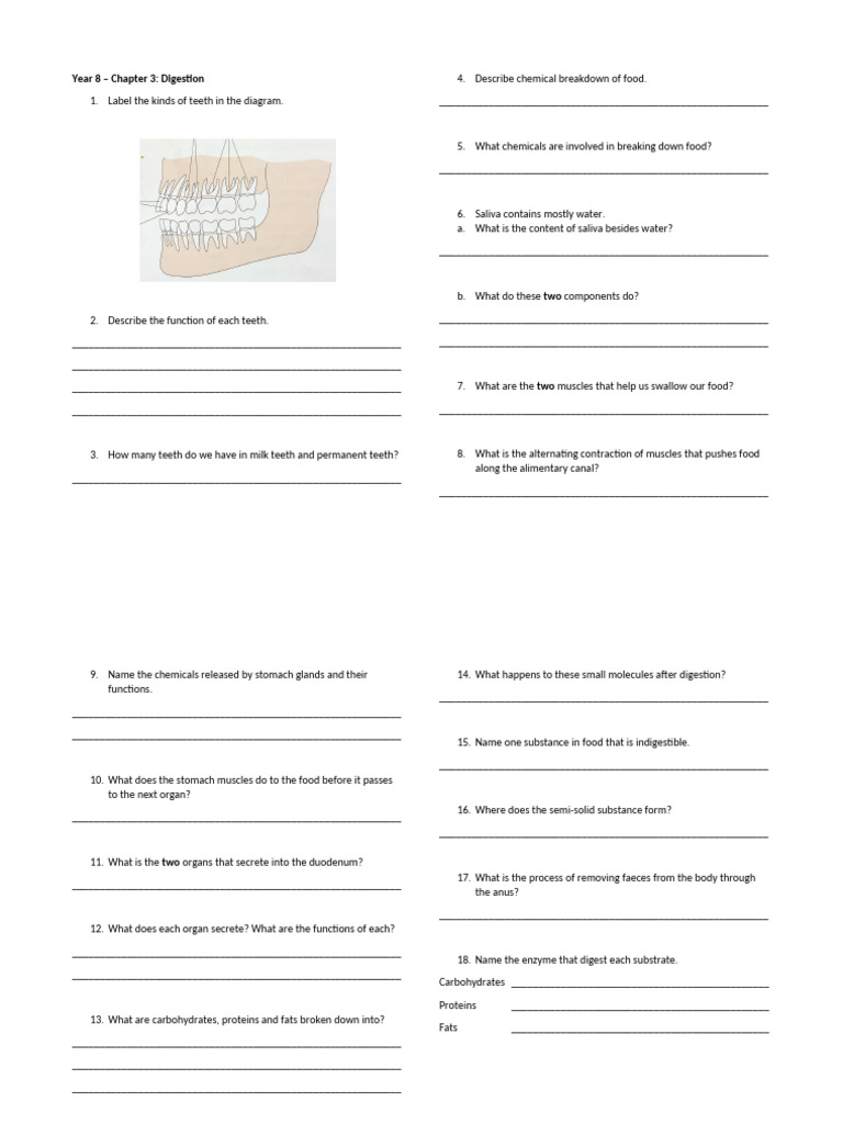 Year 8 Digestion: Teeth, Enzymes, and Processes | PDF | Digestion ...