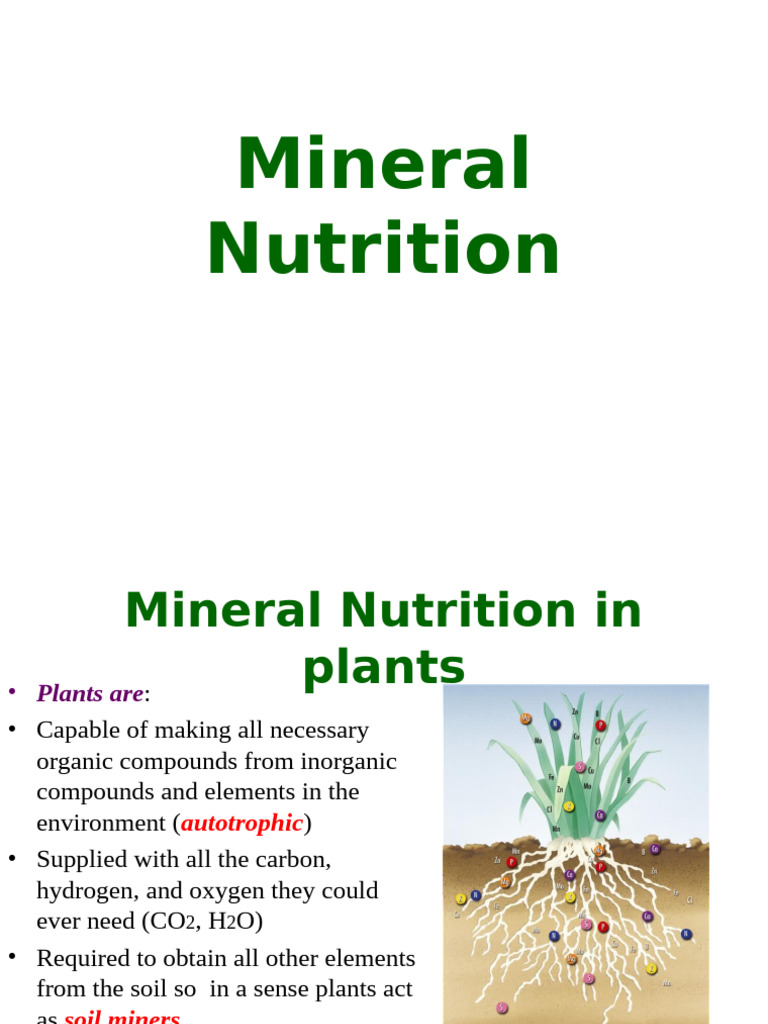 Essential Mineral Nutrition in Plants | PDF | Soil | Nutrition