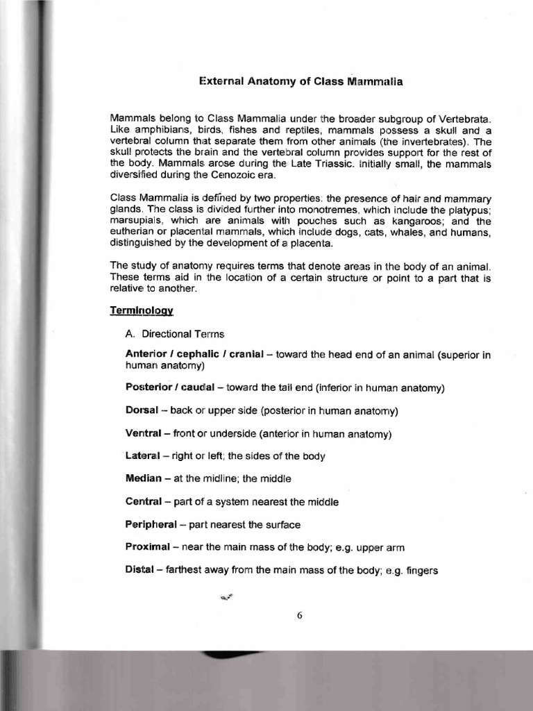 01 External Anatomy of Mammals | PDF | Zoology | Vertebrates
