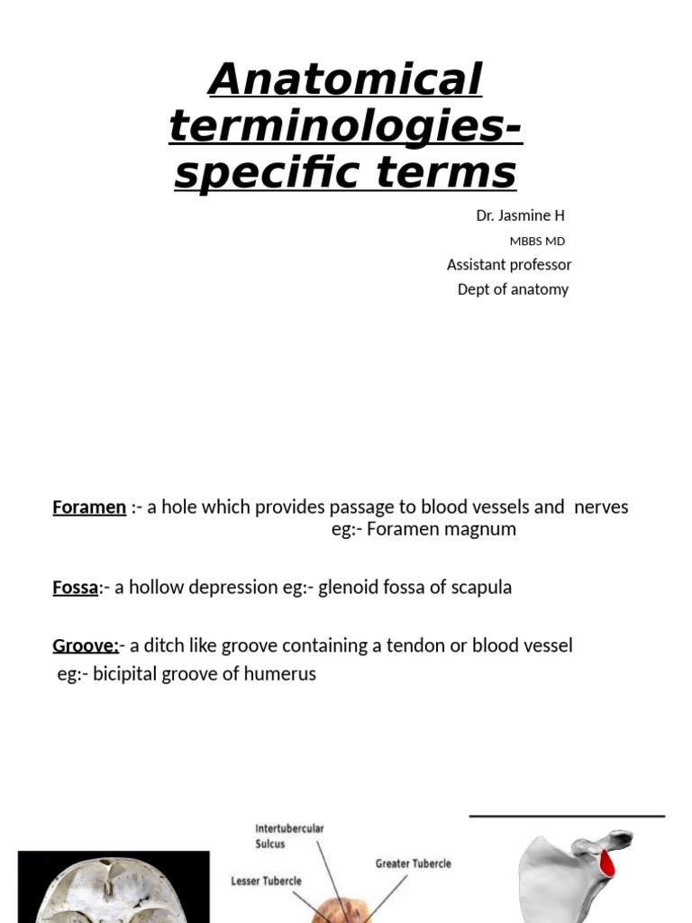Essential Anatomical Terminologies Guide | PDF | Artery | Vein