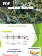 Amoeba Sisters Video Recap | PDF | Cell Membrane | Cell (Biology)