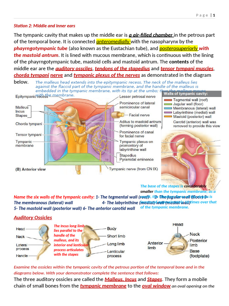 Anatomy of the Middle and Inner Ear | PDF | Ear | Auditory System