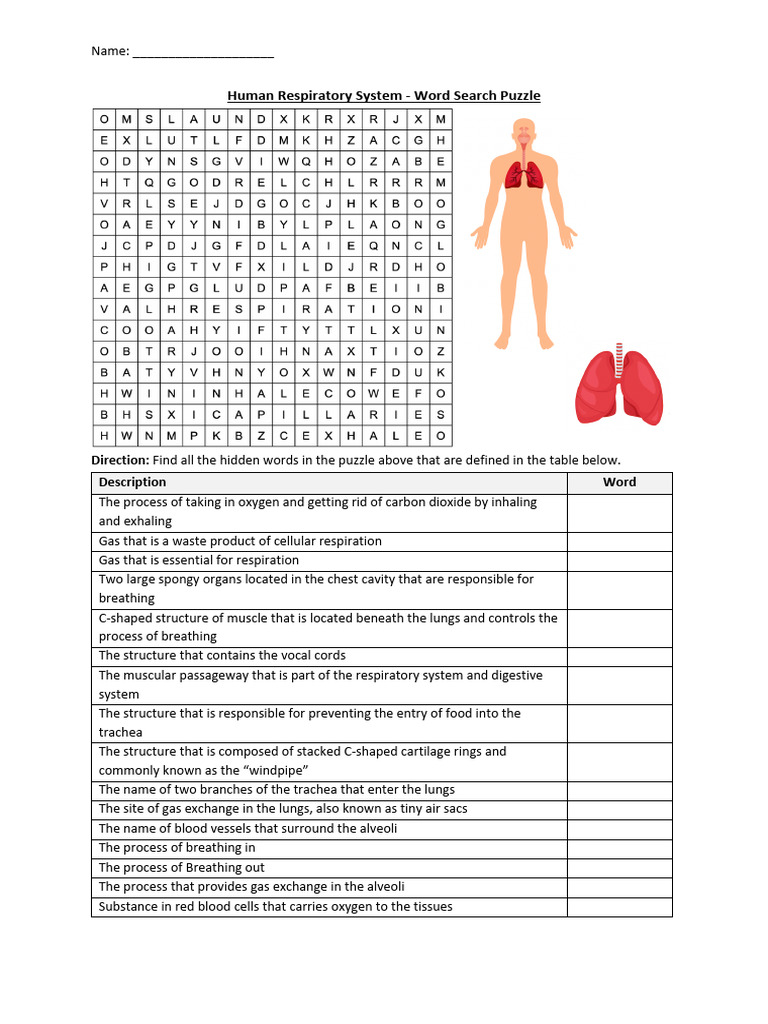 Human Respiratory System - Word Search Puzzle | PDF | Respiratory ...