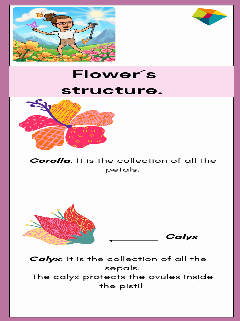 Flower Structure PDF | PDF