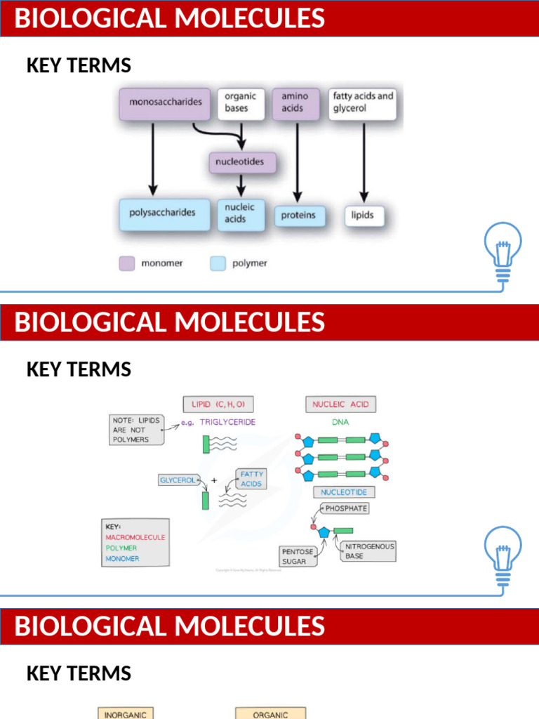 Understanding Biological Molecules | PDF | Protein Structure ...