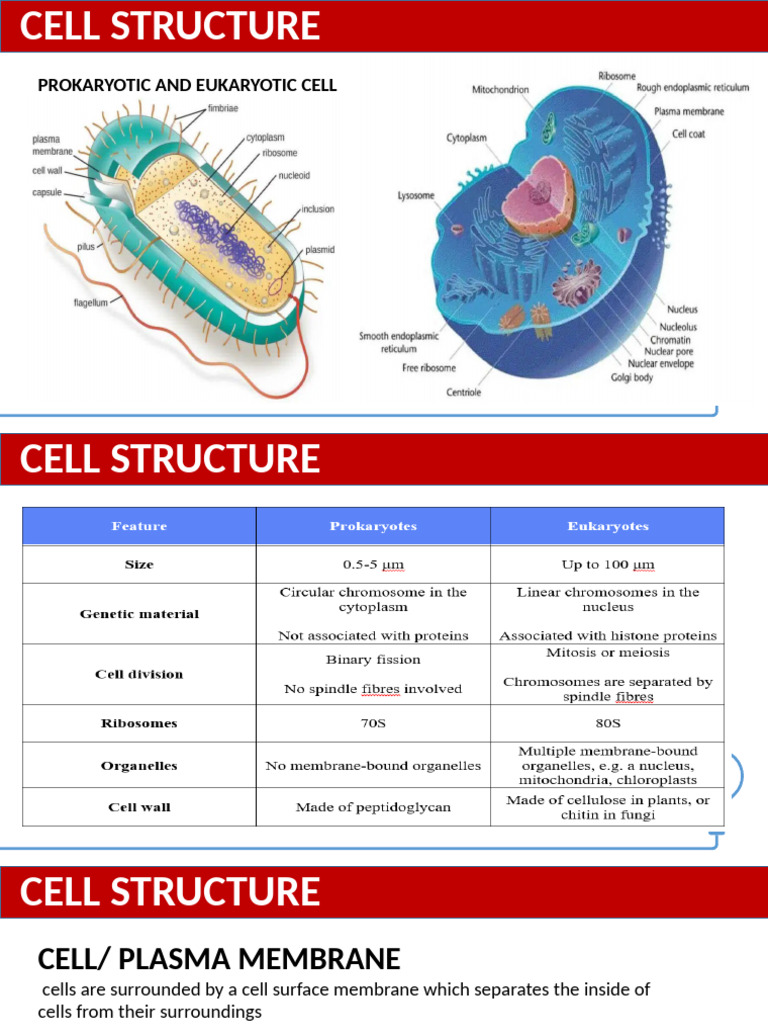 Prokaryotic and Eukaryotic Cell Structure | PDF | Cell (Biology ...