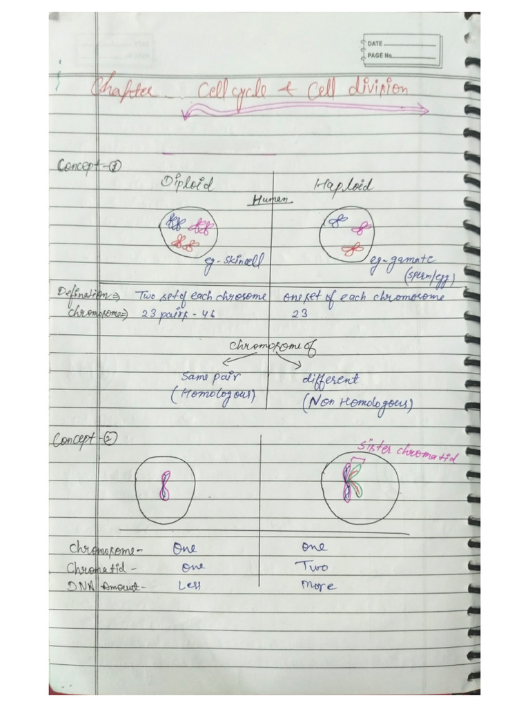 Cell Cycle & Division Handwritten Notes ? | PDF