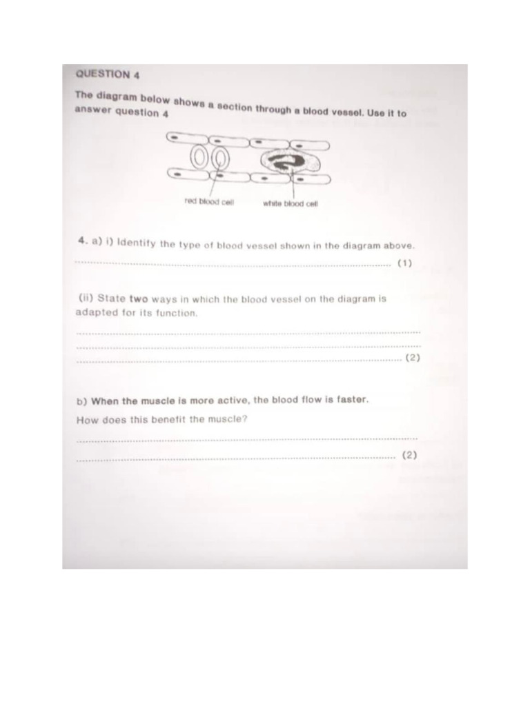 JC Homework Lenah and Lenah | PDF