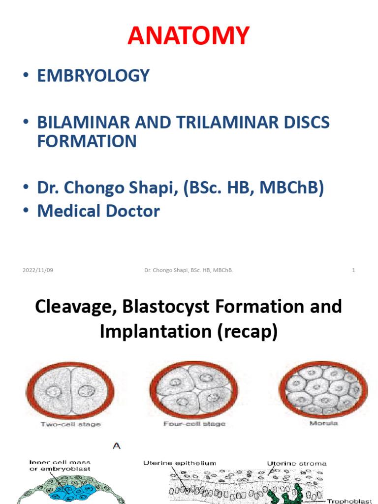 Embryology: Bilaminar & Trilaminar Disc Formation | PDF | Developmental ...