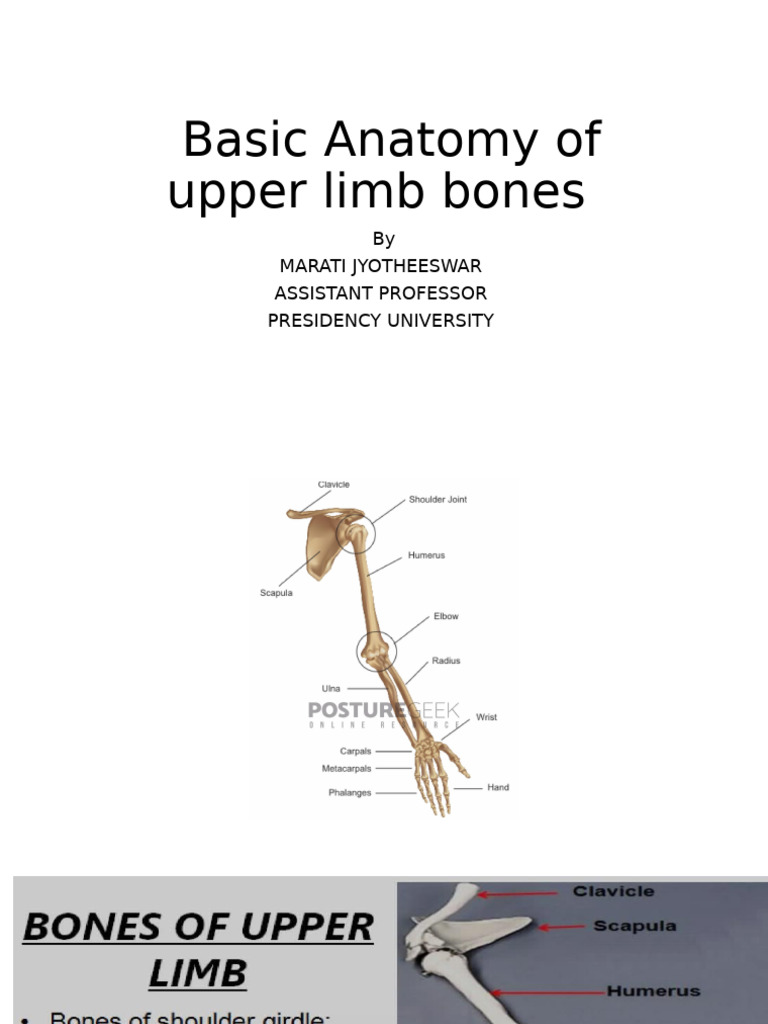 Bones of Upper Limb | PDF