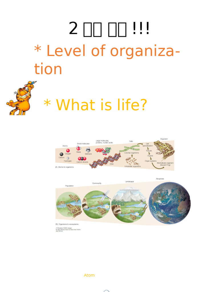 Life Organization Levels Explained | PDF