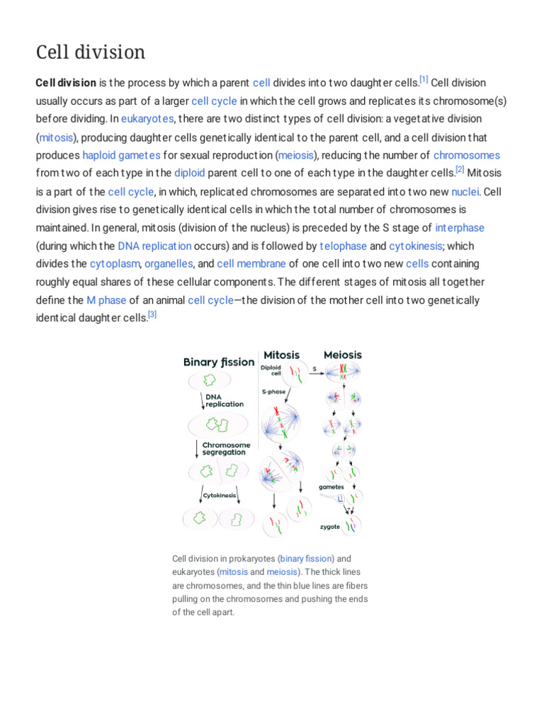 Types of Cell Division Explained | PDF | Mitosis | Meiosis