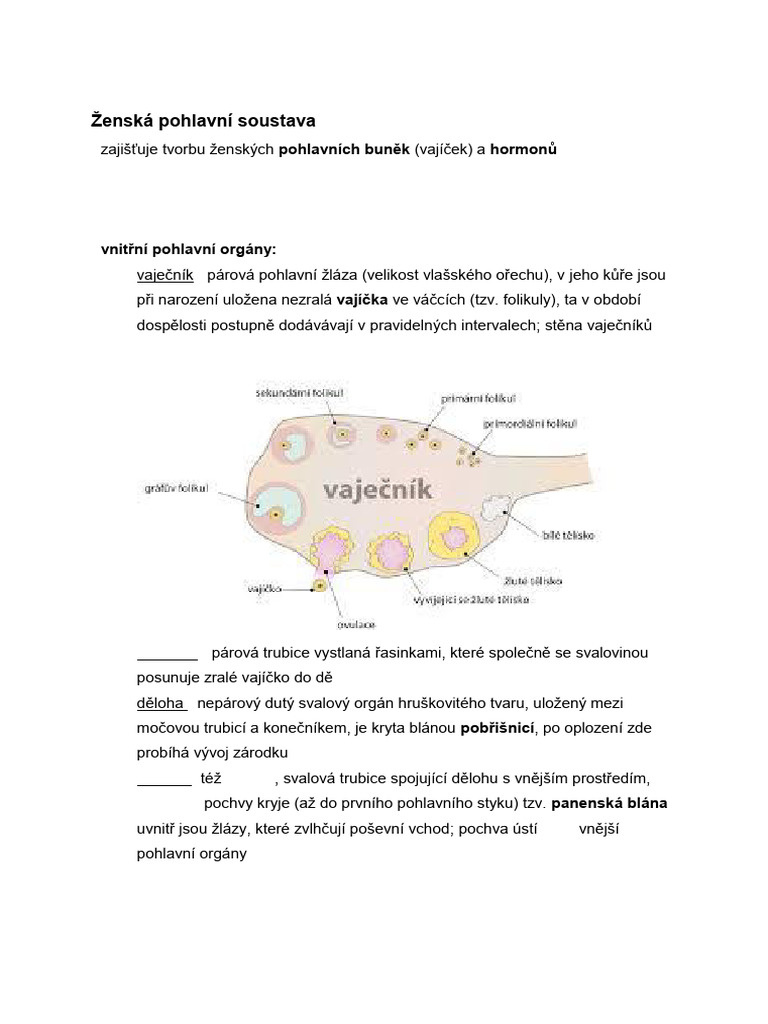 Pohlavni Zenska Soustava I | PDF